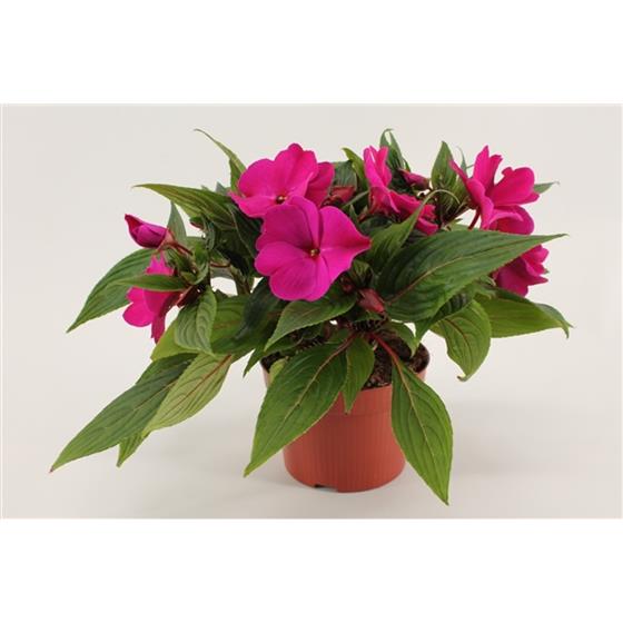 Impatiens pot 13cm, 25cm (Busy Lizzie)