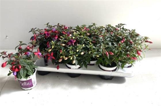 Fuchsia Bella mix 10,5cm pot 25cm